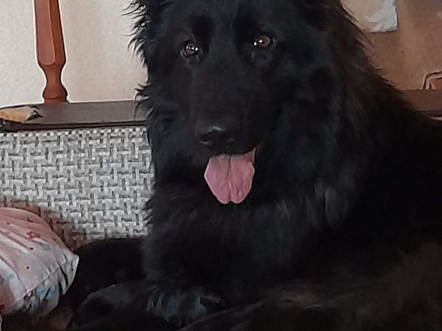 Щенки немецкой овчарки