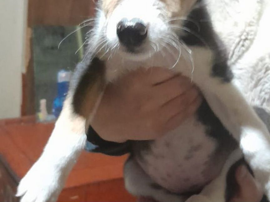 Щенки в добрые руки