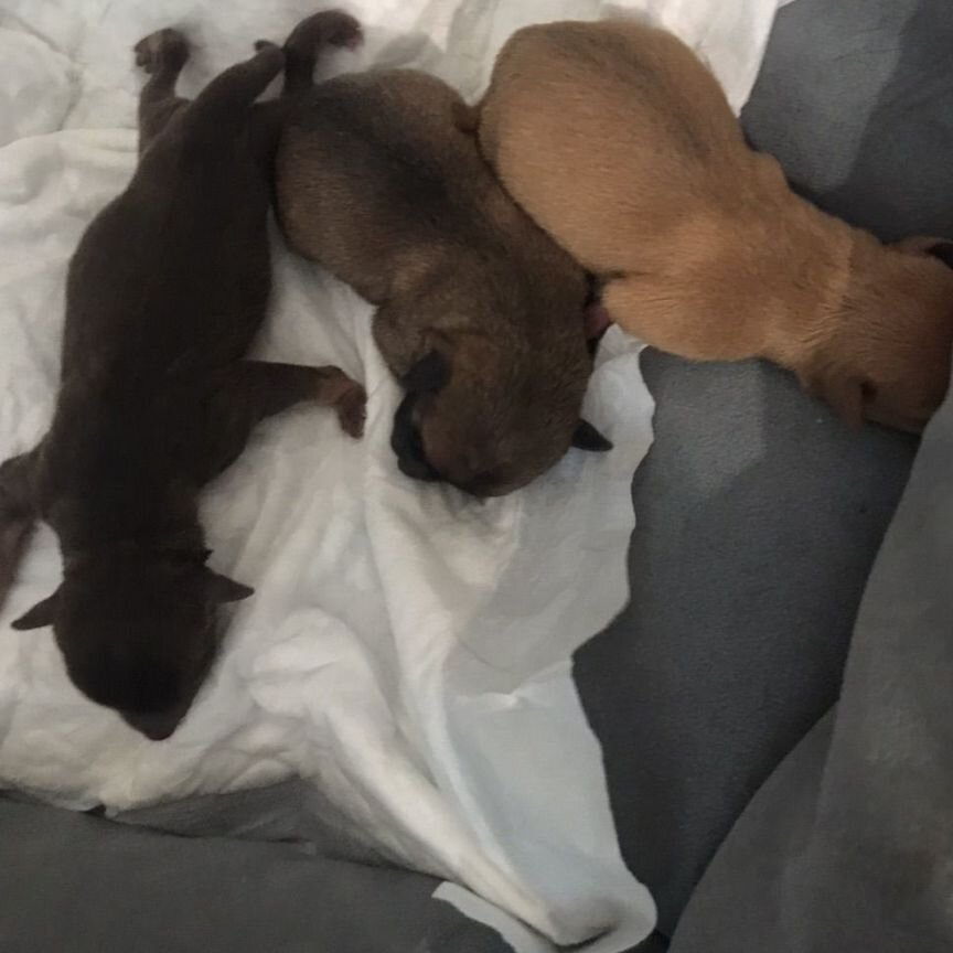 Русский той-терьер, щенок