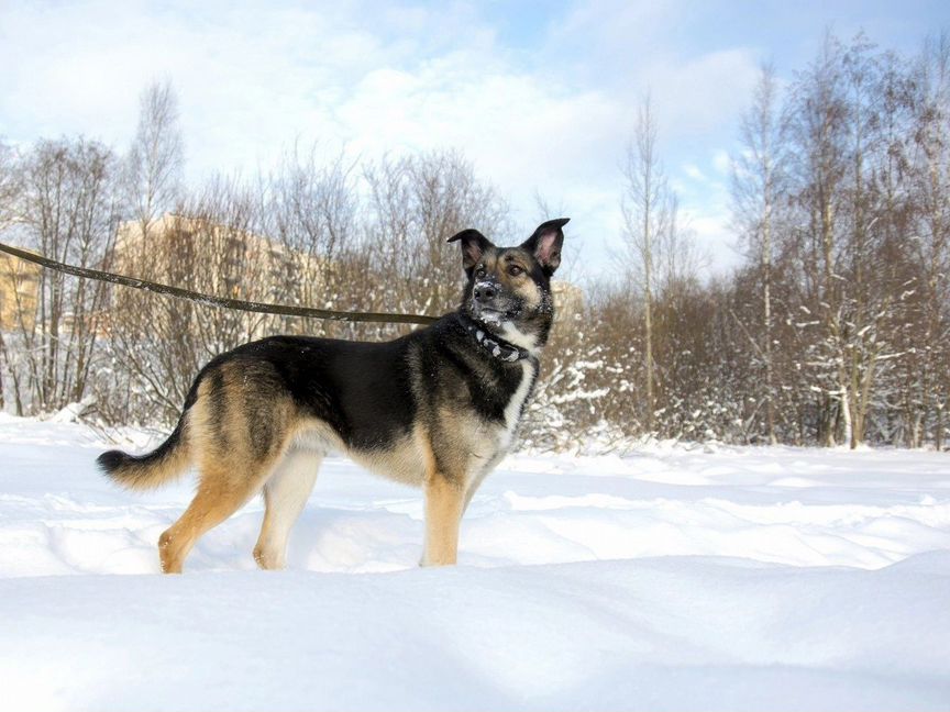 Собака в добрые руки