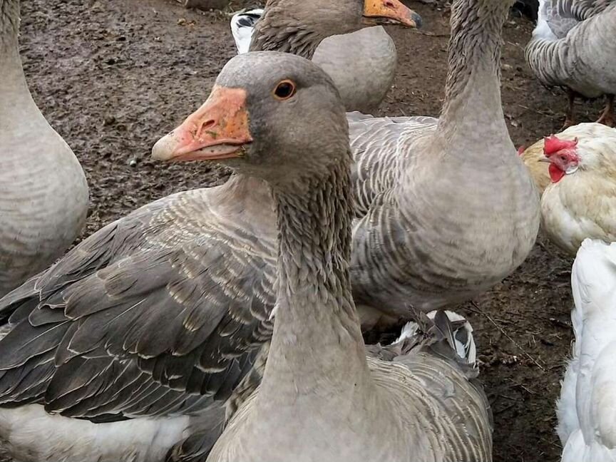 Гуси