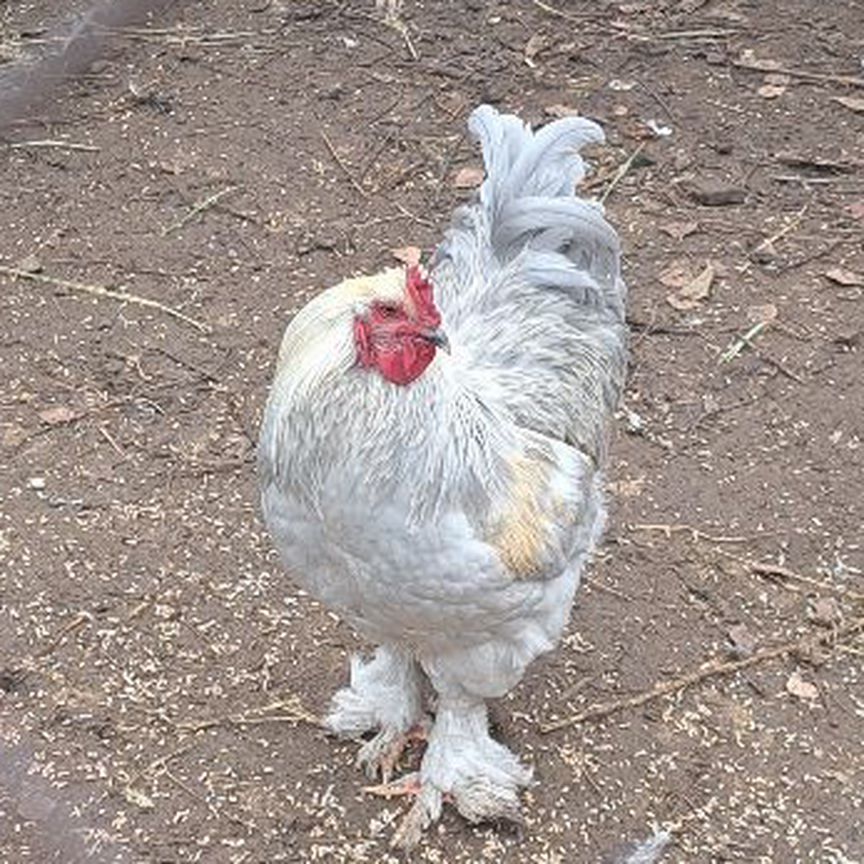 Петух Брама