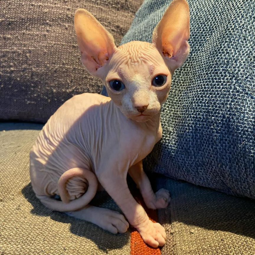 Канадский сфинкс