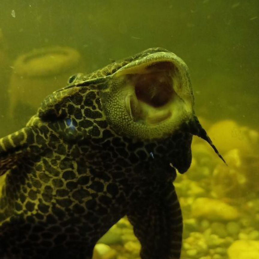 Большой сом