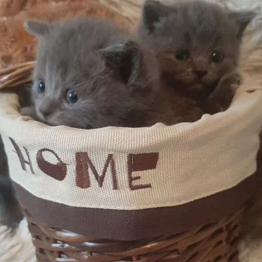 Британские котята