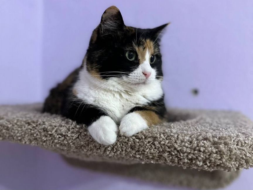 Красивая калико ищет дом. 3 года