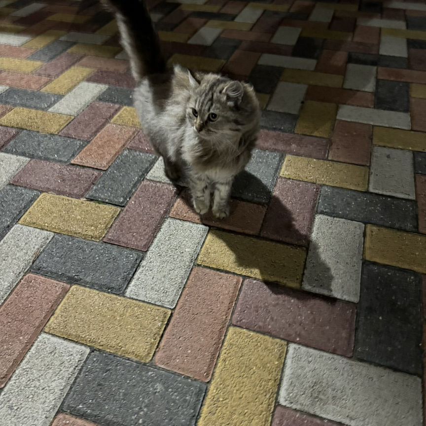 Найдена кошка