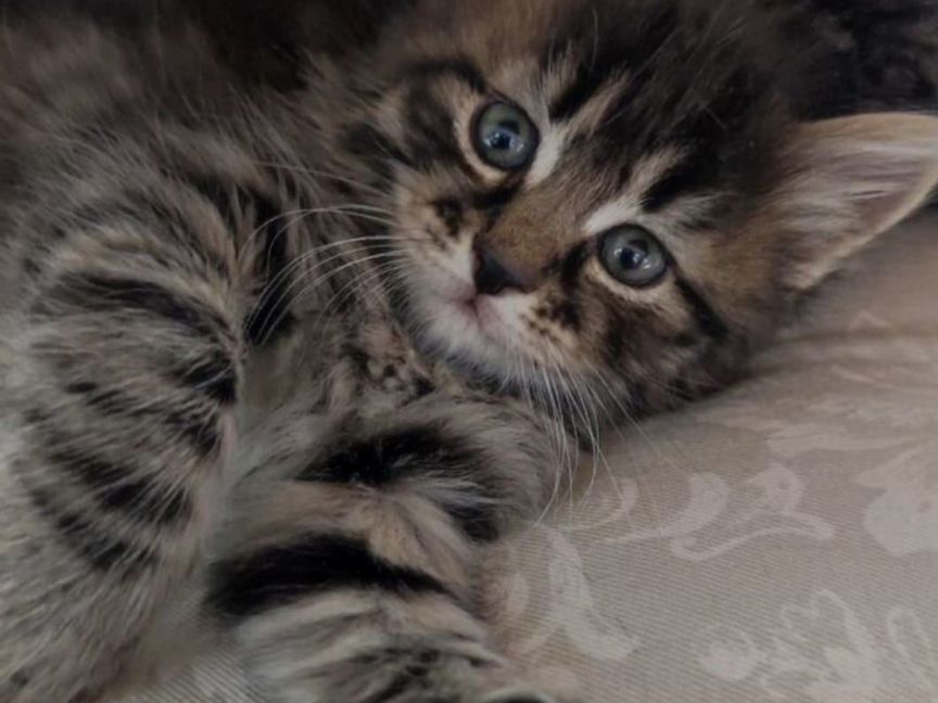 Пушистые очаровашки