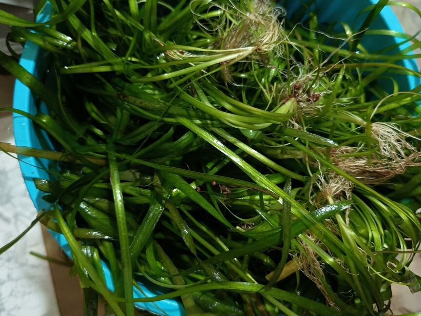 Валиснерия прополка