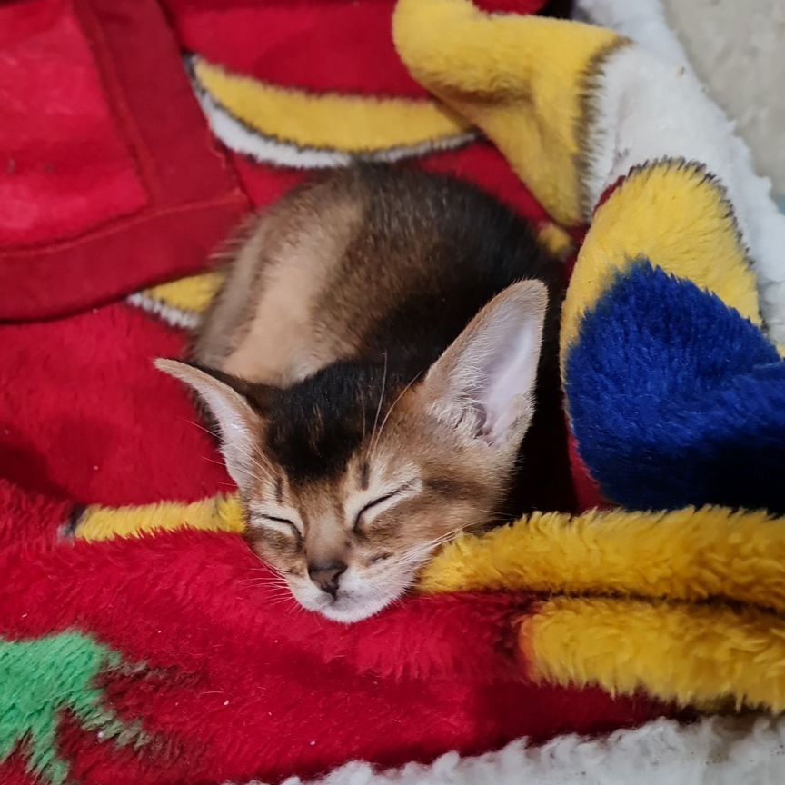 Аби кошечка