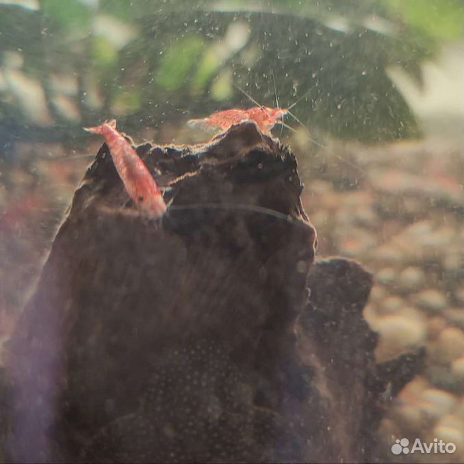 Креветки черри