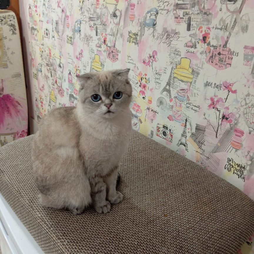 Кошки в добрые руки