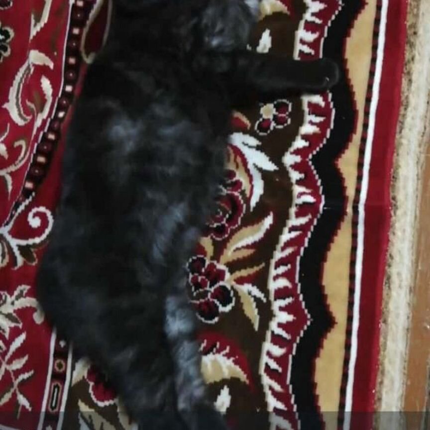 Шоколадный котёнок в добрые руки