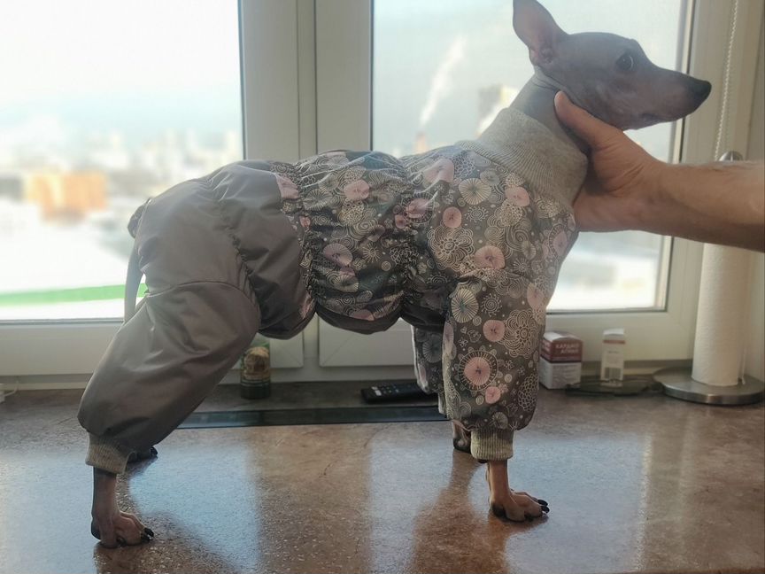 Девочка американский голый терьер