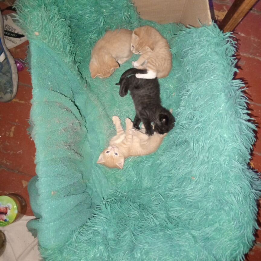 Котята в добрые руки бесплатно все пацаны