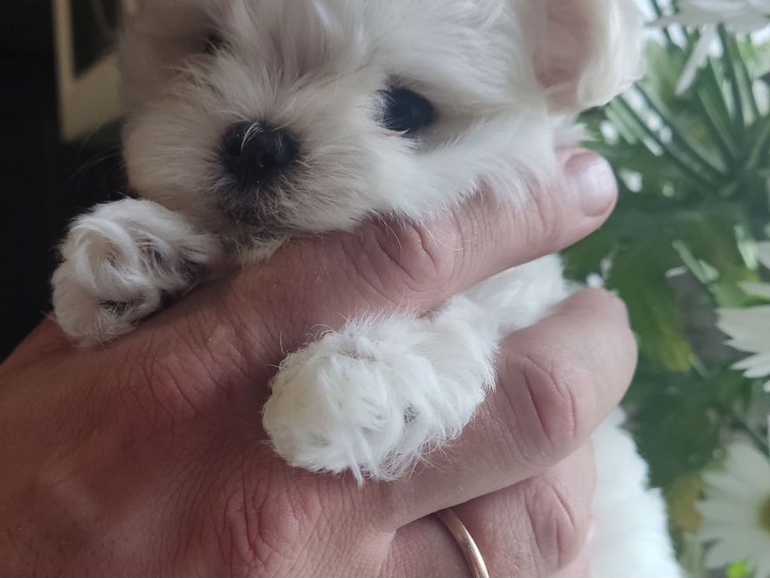 Мальтийская болонка