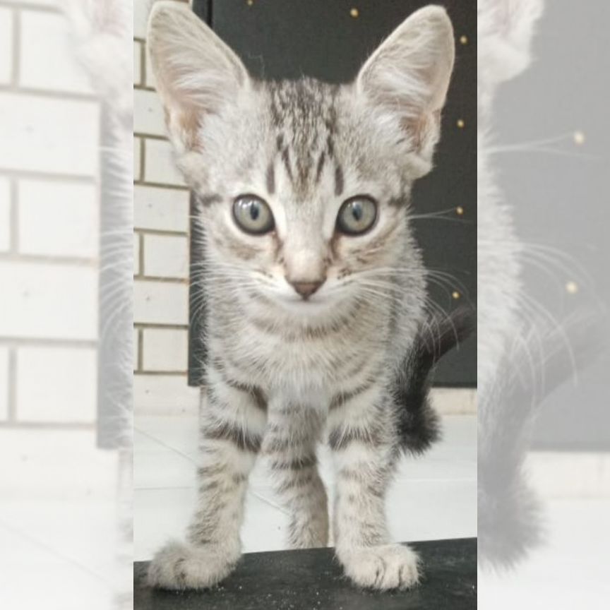 Котята в надёжные руки