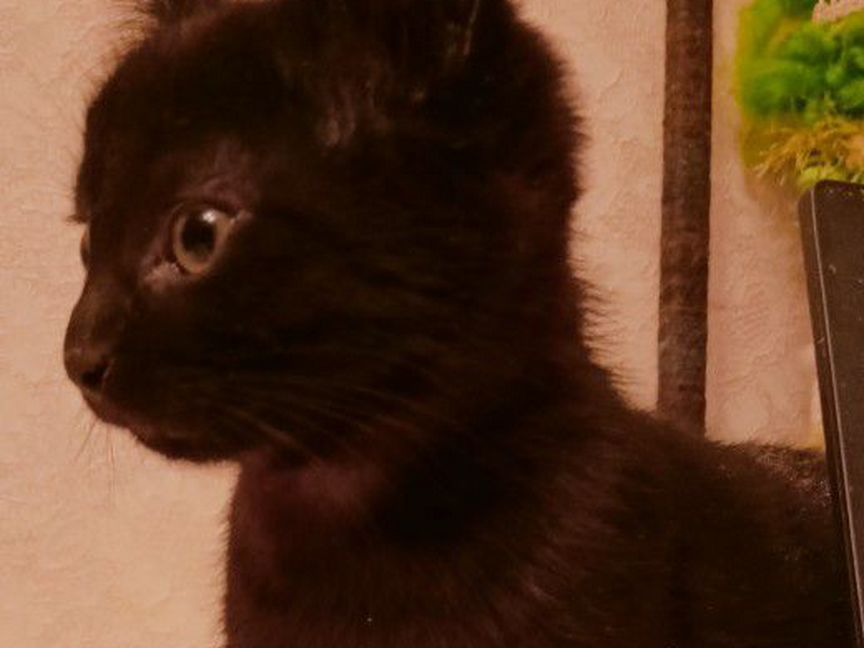 Котенок 2,5 мес