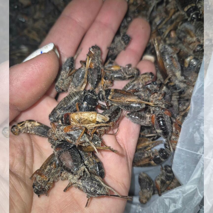 Черный сверчок для суриката, агамы, птиц