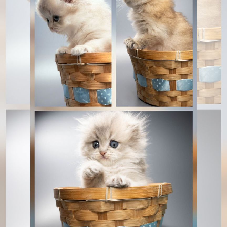 Шотландский вислоухий длинношёрстный котёнок