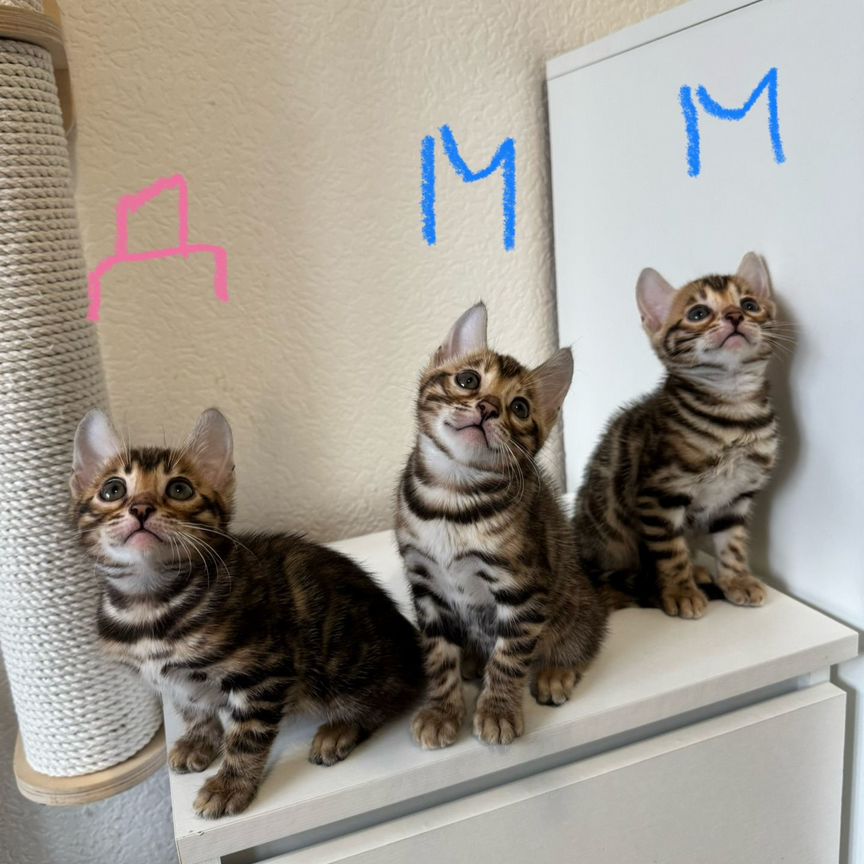 Котята бенгальские