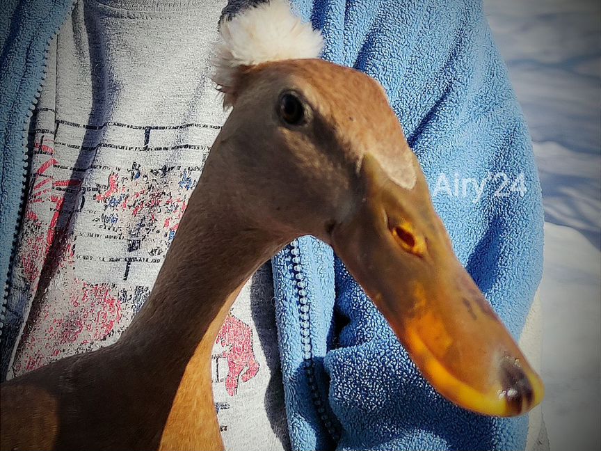 Утки индийский бегунок Бали, утята, яйцо