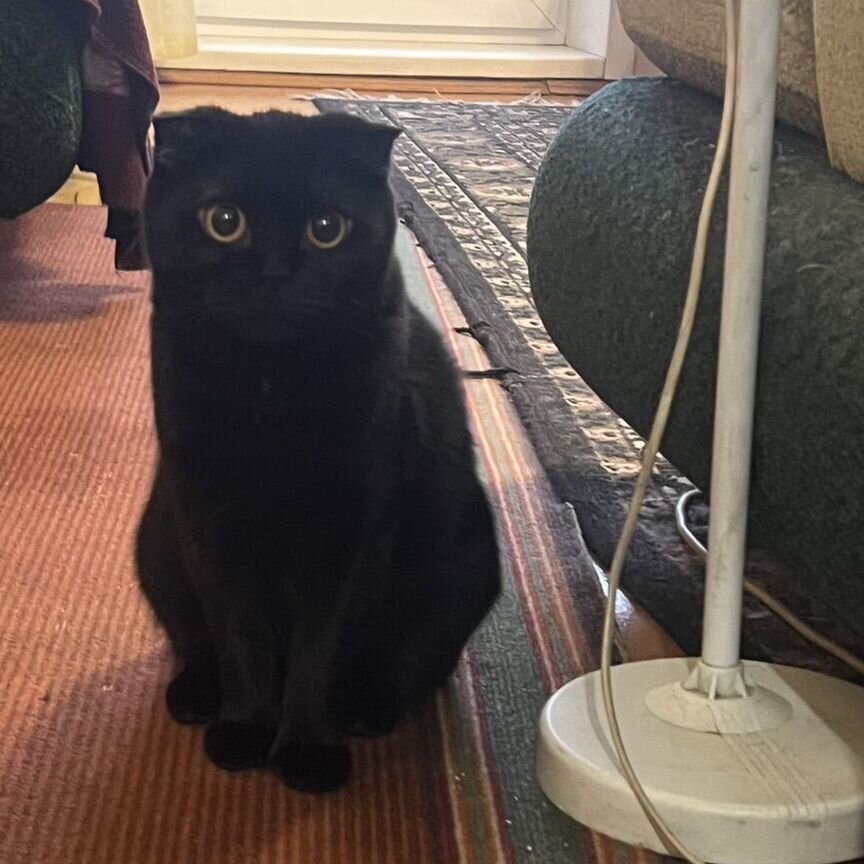 Шотландская вислоухая короткошёрстная, взрослая кошка