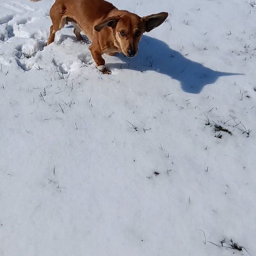 Маленькая собака в добрые руки