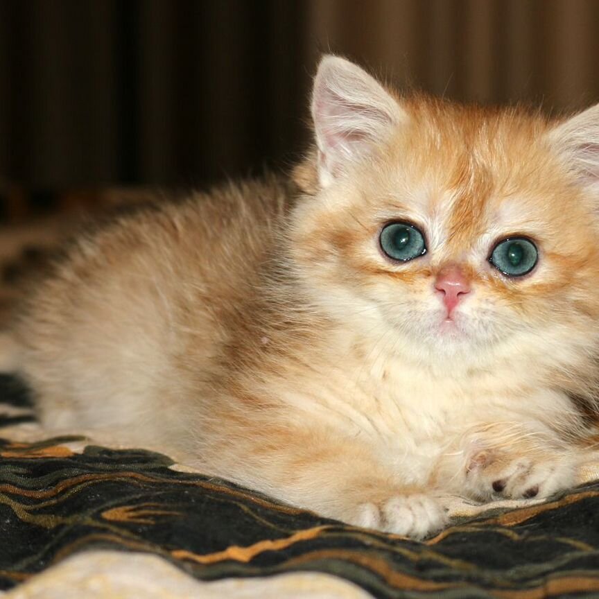 Девочка золотая британская шиншилла