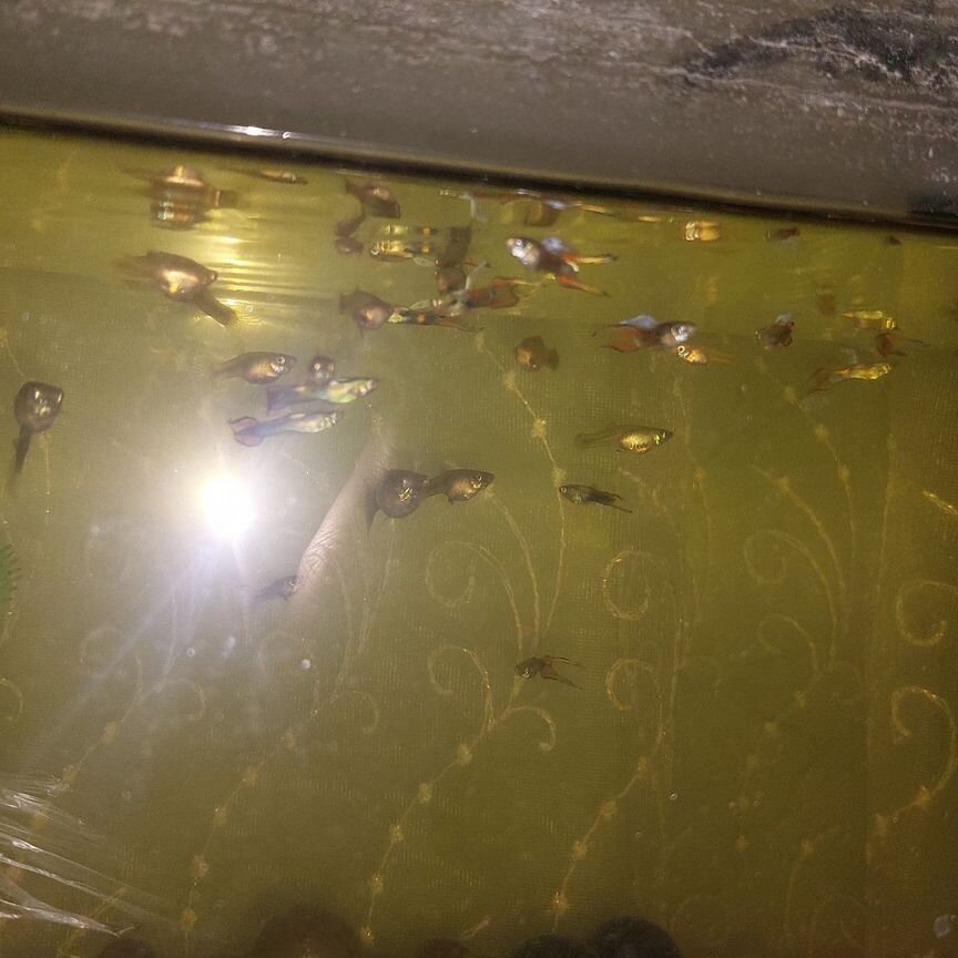 Аквариумные рыбки