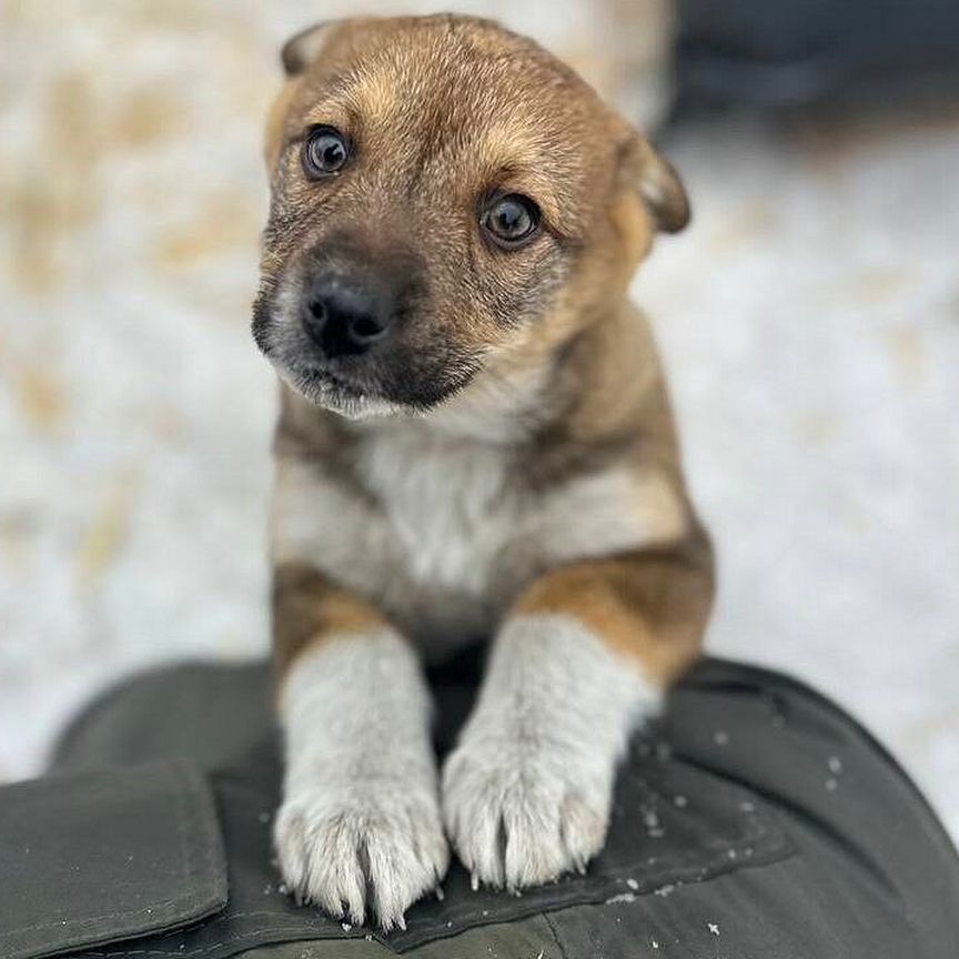 Щенок в добрые руки