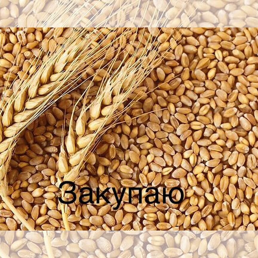 Зерно пшеница мягкая 3 класса