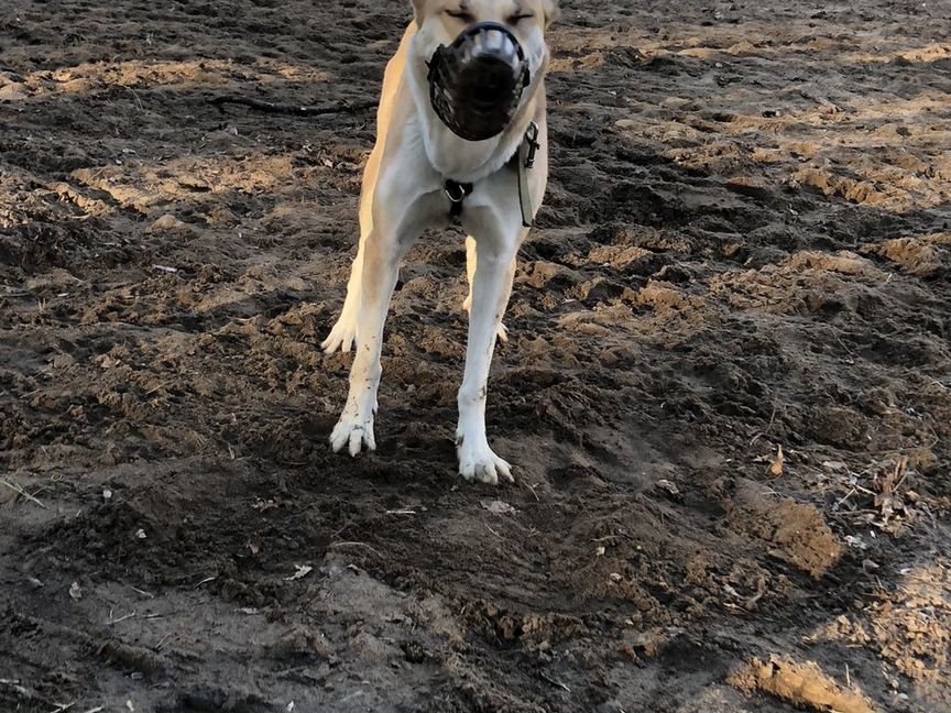 Собака в добрые руки