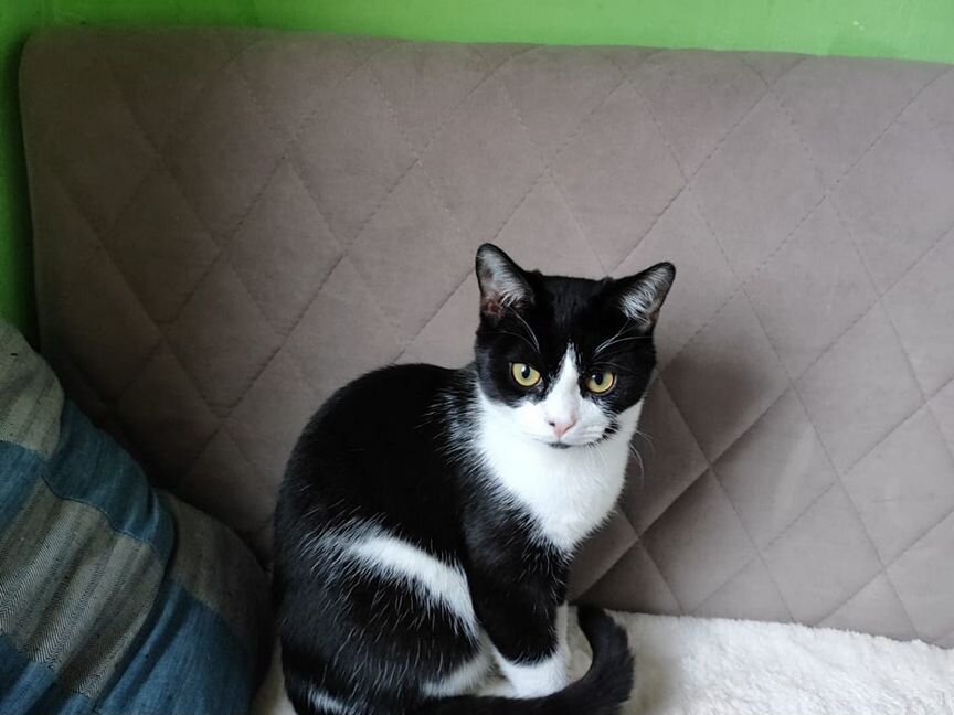 Котик в добрые руки