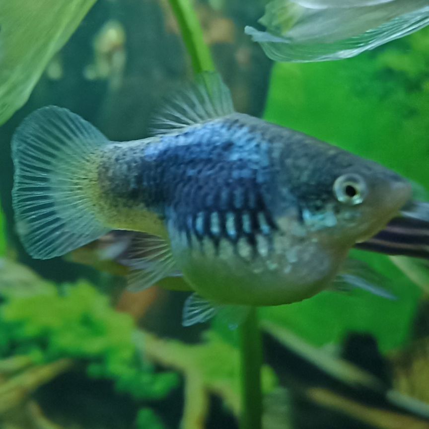 Аквариумные рыбки