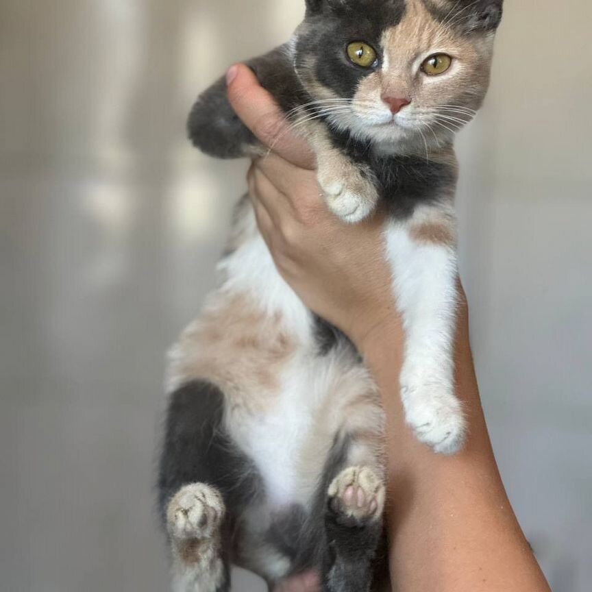 Котенок в приюте