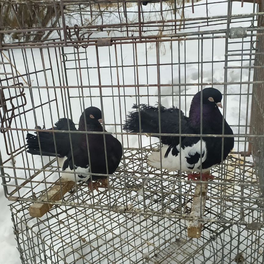 Голуби благодаренские, сарачата