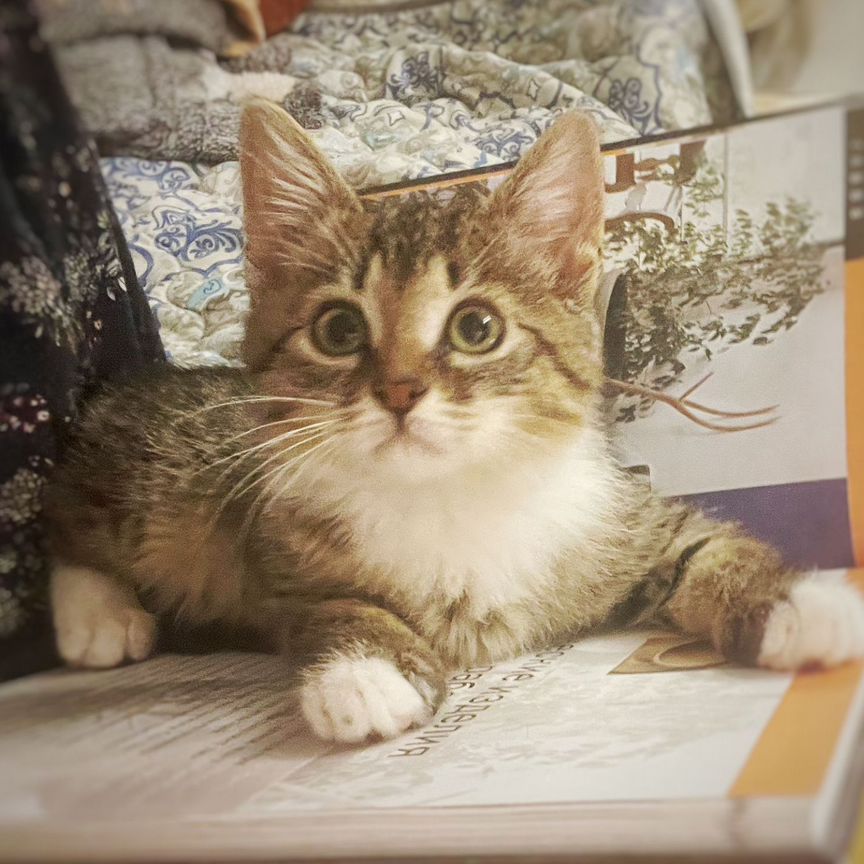 Котенок девочка Ева