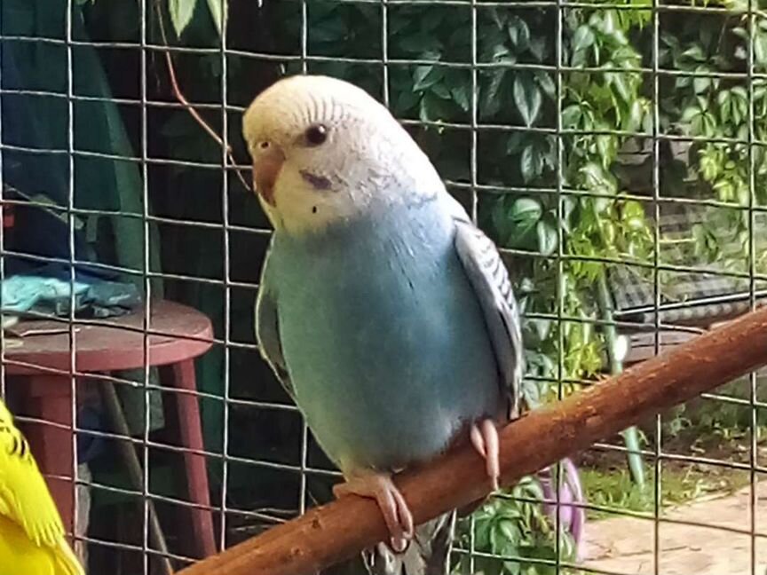 Продам молодежь волнистых попугаев