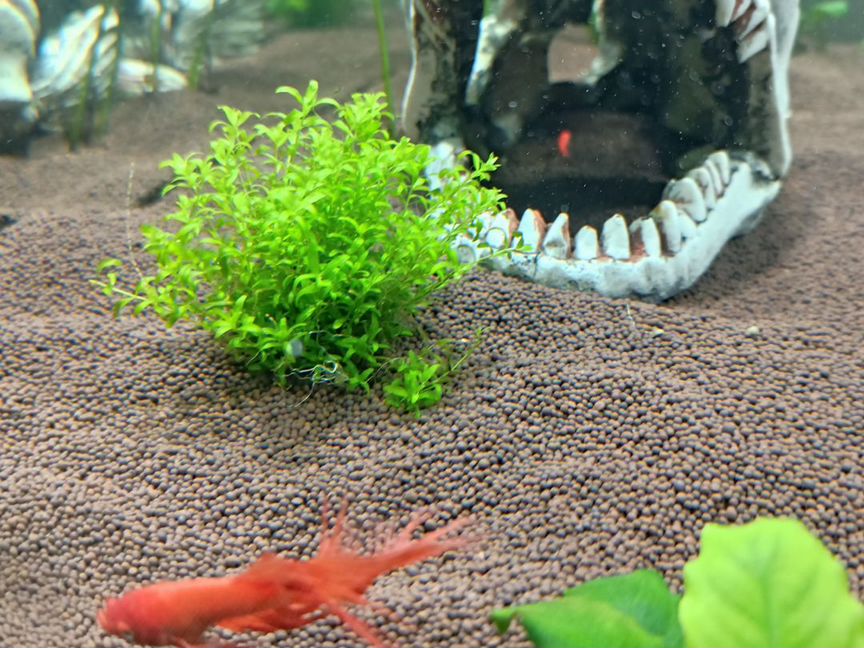 Рыбка петушок