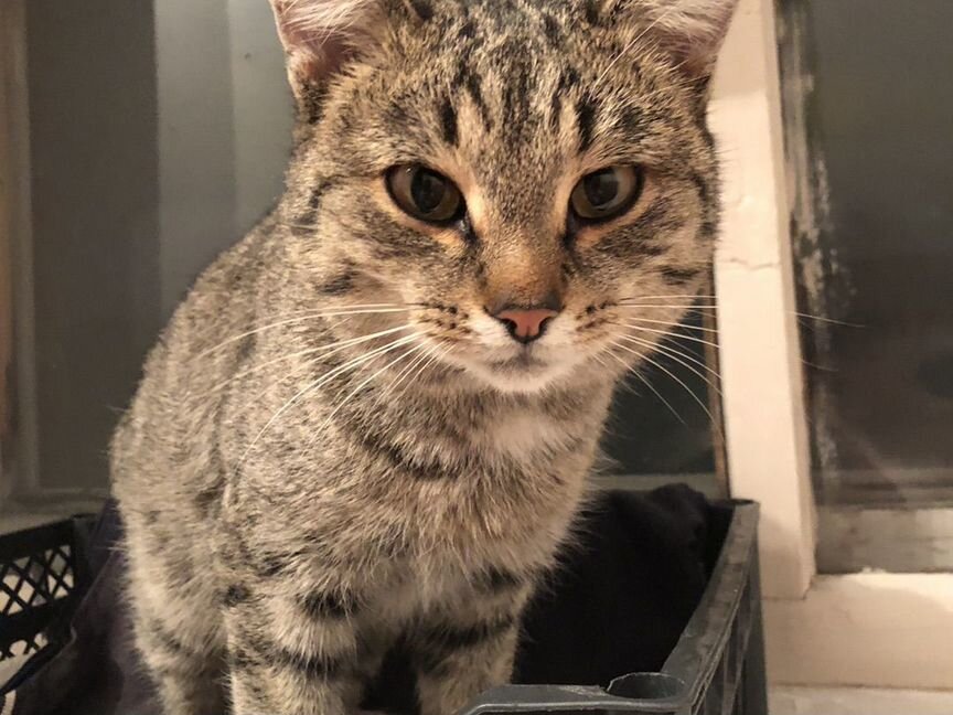 Кот потеряшка