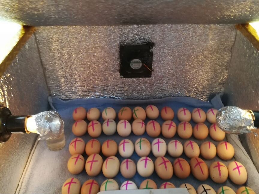 Инкубатор для яиц