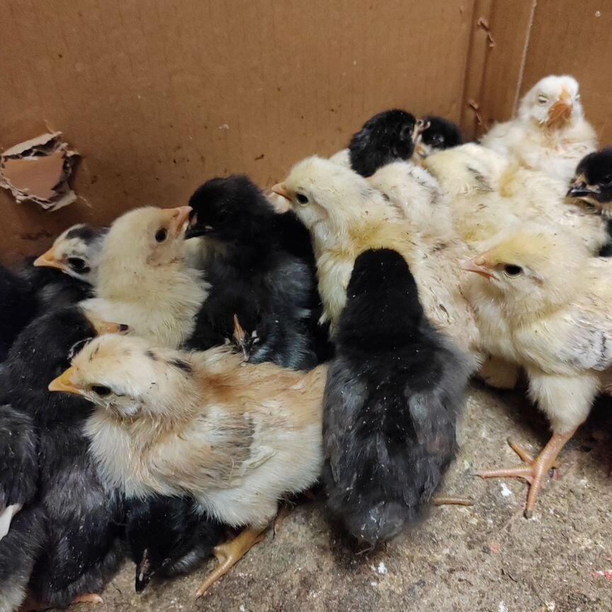 Цыплята суточные