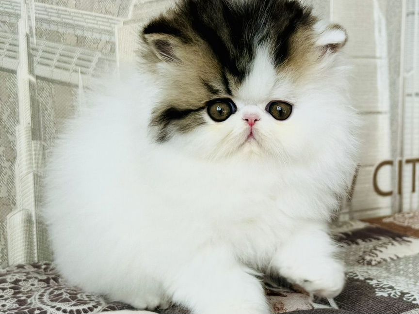 Персидский мальчик