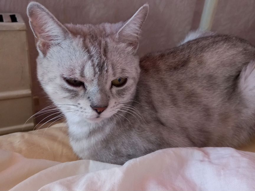 Кошка в дар бесплатно