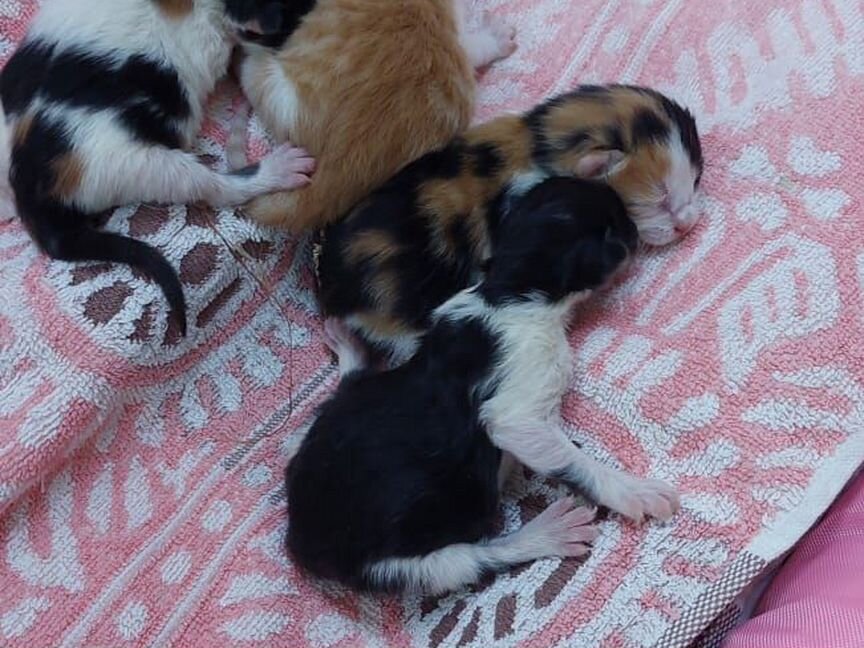 Котятам нужен временный дом