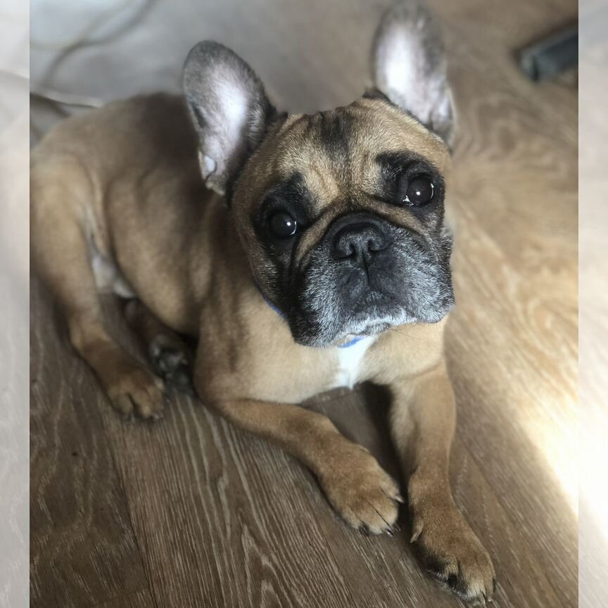 Французский бульдог, взрослый пёс