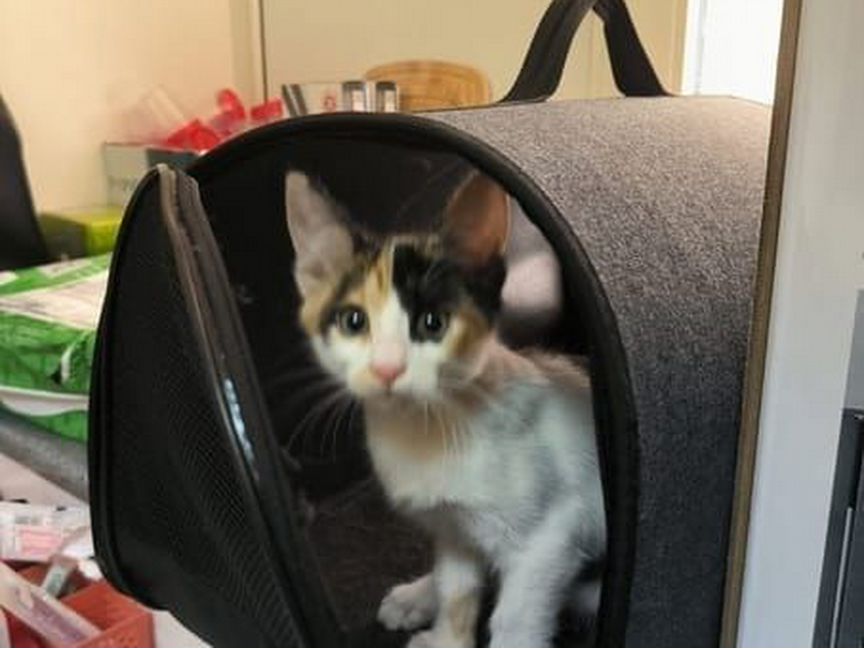 Подкинули котенка в ветклинику