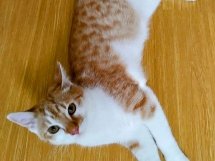 Шикарный Лёва