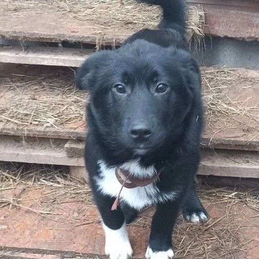 Щенок в добрые руки